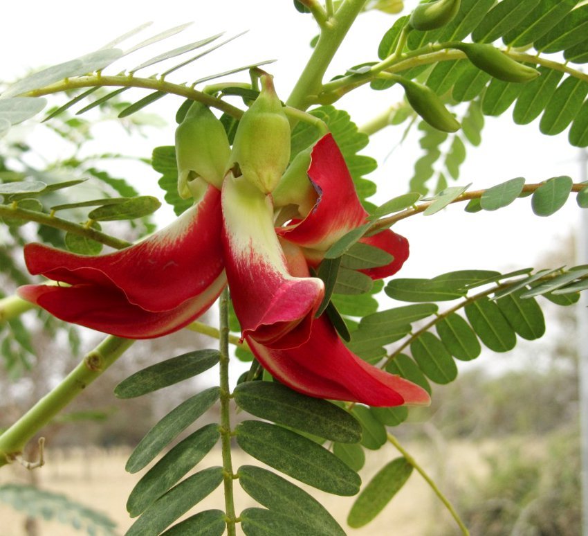 Red Hummingbird Tree Sesbania Grandiflora – 10 Seeds