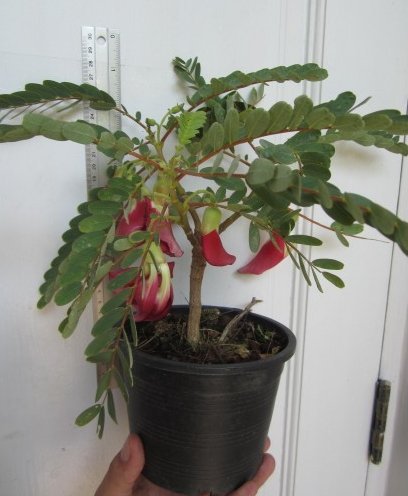 Red Hummingbird Tree Sesbania Grandiflora – 10 Seeds