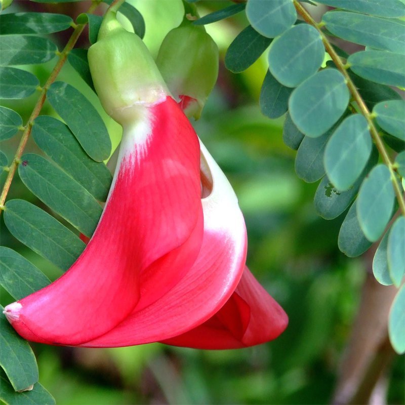 Red Hummingbird Tree Sesbania Grandiflora – 10 Seeds