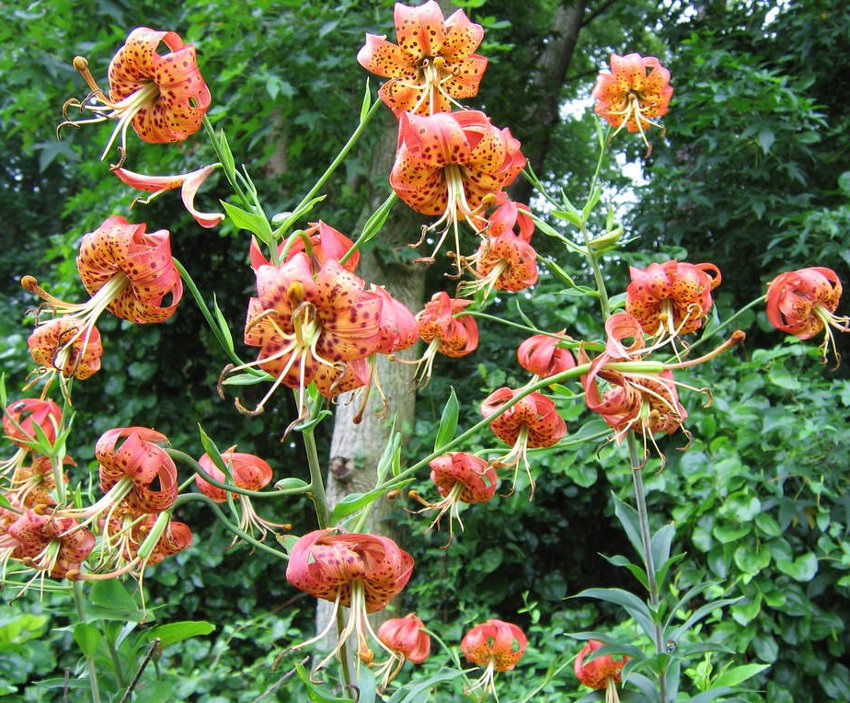Beautiful Wild American Tiger Lily Lilium Superbum - 40 Seeds