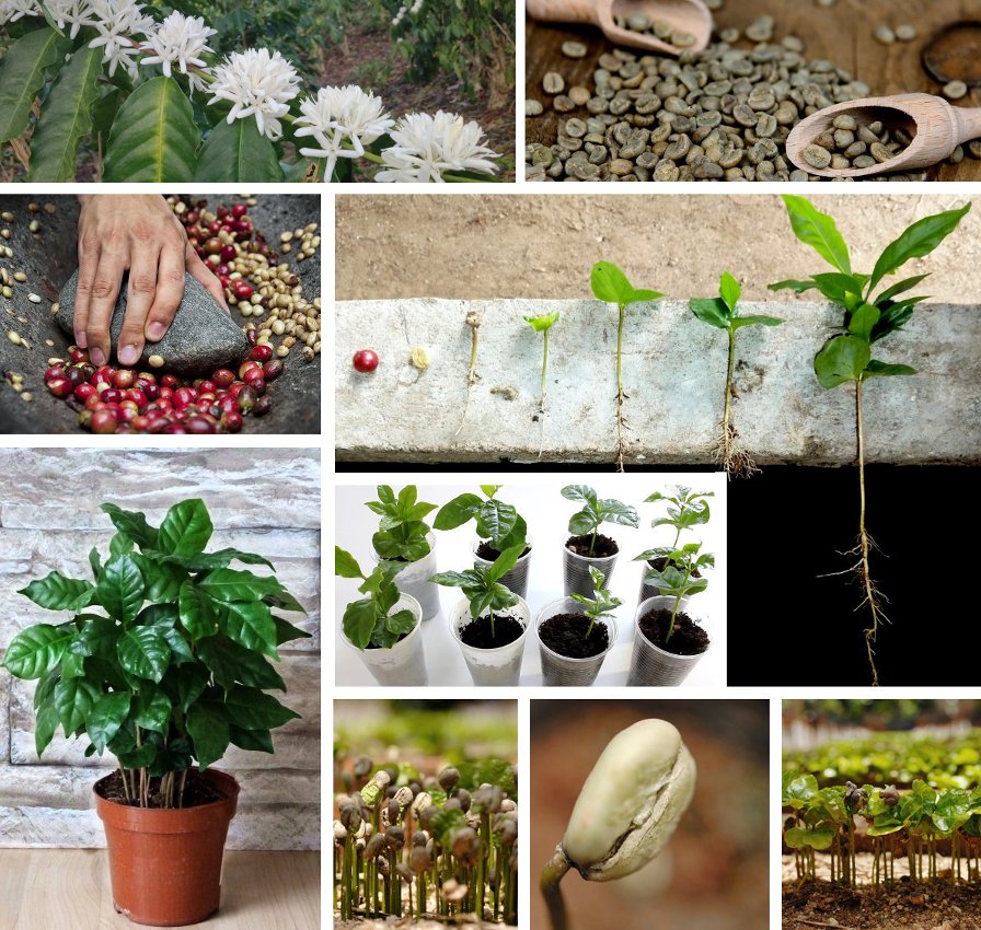 Fresh Coffee Plant Seeds Raw Coffea Arabica - 25 Fresh Seeds