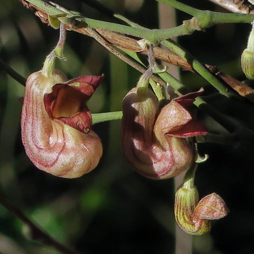 Rare California Dutchman's Pipevine Aristolochia californica - 5 Seeds