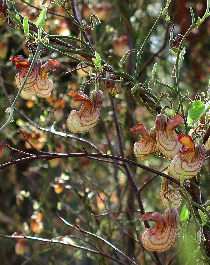 Rare California Dutchman's Pipevine Aristolochia californica - 5 Seeds