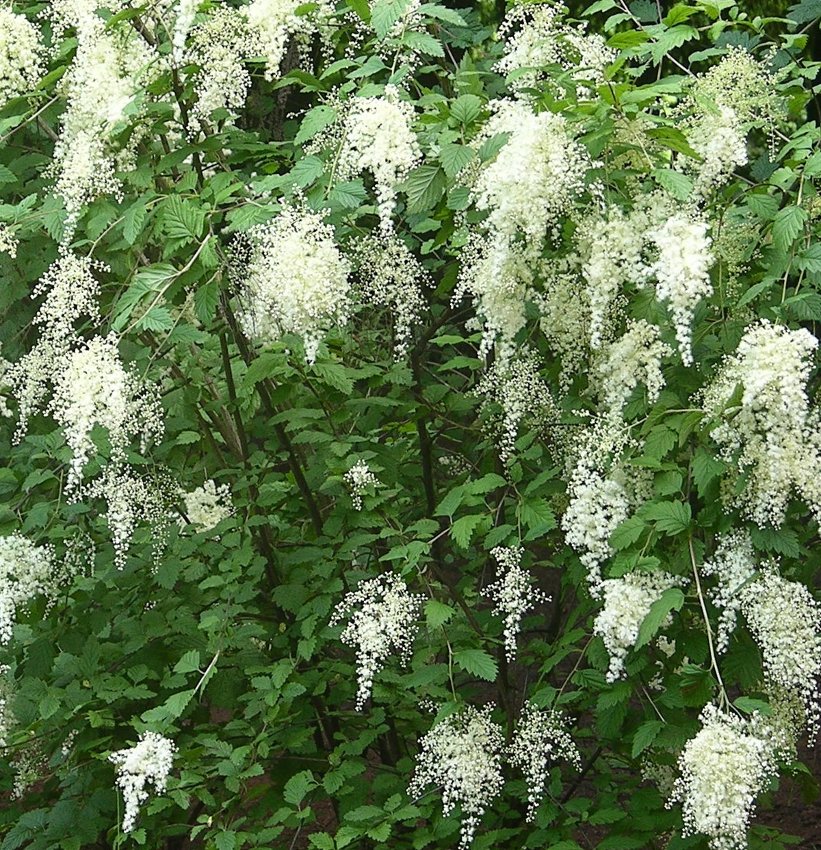 Wild Fragrant Creambush Holodiscus discolor - 200 Seeds