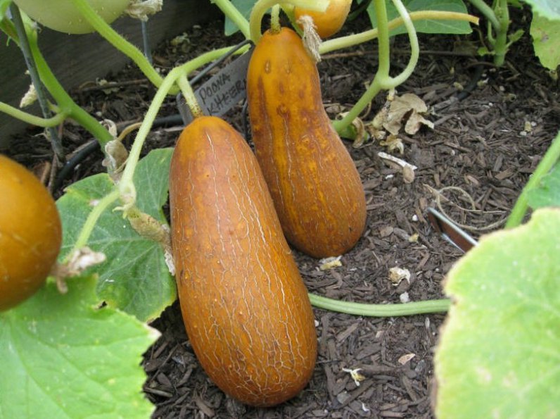 Organic Heirloom Indian Gourmet Cucumber Cucumis sativus - 25 Seeds