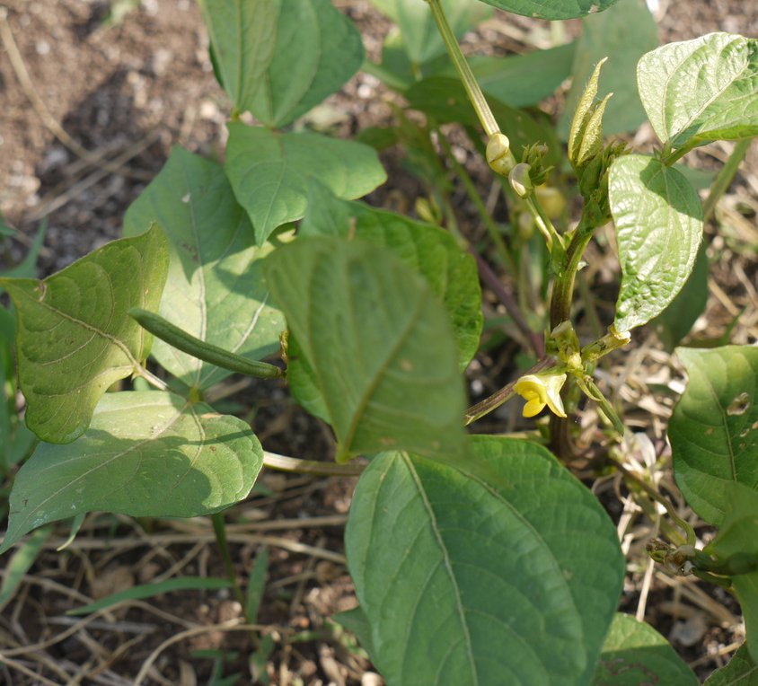 Organic Heirloom Urad Black Gram Phaseolus Vigna mungo - 50 Seeds