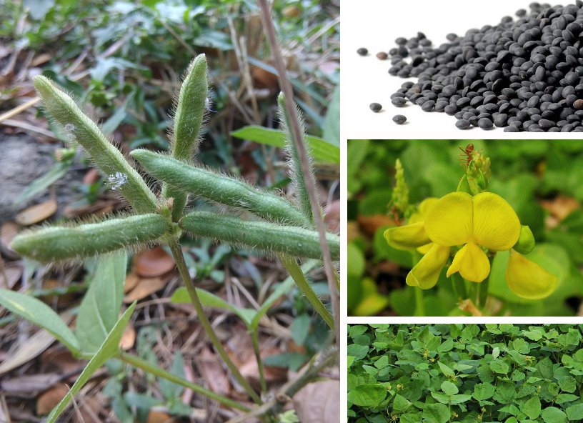 Organic Heirloom Urad Black Gram Phaseolus Vigna mungo - 50 Seeds