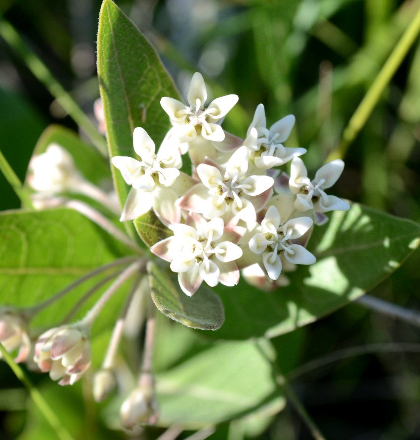 Rare Dwarf Milkweed Asclepias ovalifolia - 10 Seeds