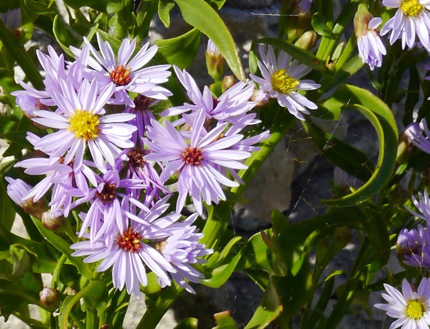 Aquatic Wild Sea Aster Rare Tripolium pannonicum - 20 Seeds