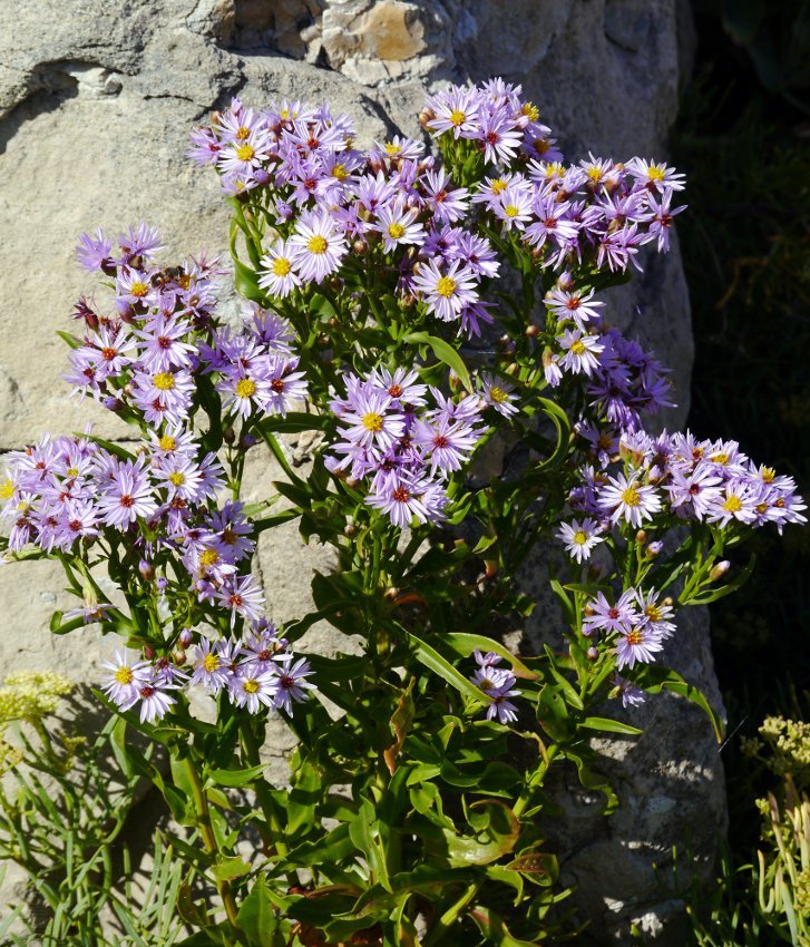 Aquatic Wild Sea Aster Rare Tripolium pannonicum - 20 Seeds
