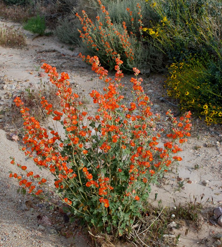 Apricot Desert Globemallow Sphaeralcea ambigua - 20 Seeds