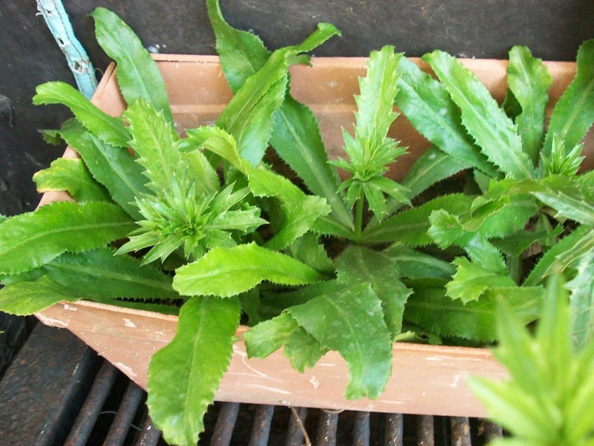 Culantro Leaf Recao Chadon Beni Ngo gai Eryngium foetidum - 500 Seeds