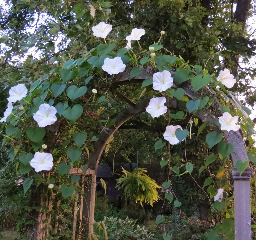 Moonflower Vine Moonvine Giant White Ipomoea alba - 25 Seeds