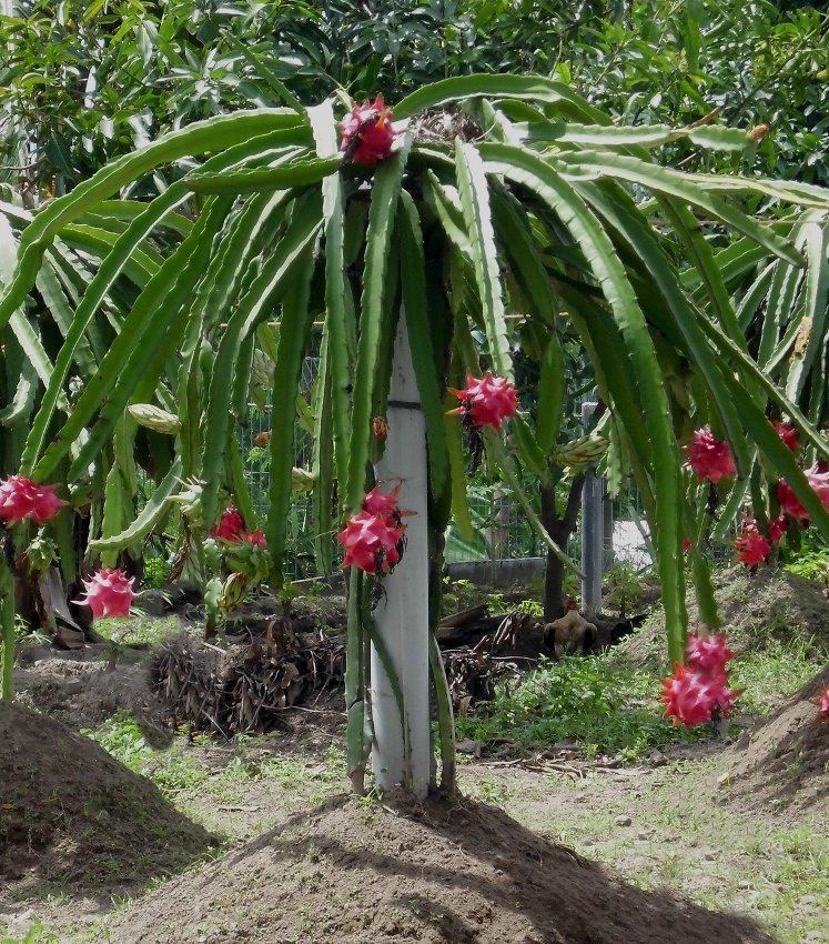 Red Dragon Fruit Pitaya Roja Hylocereus costaricensis - 30 Seeds