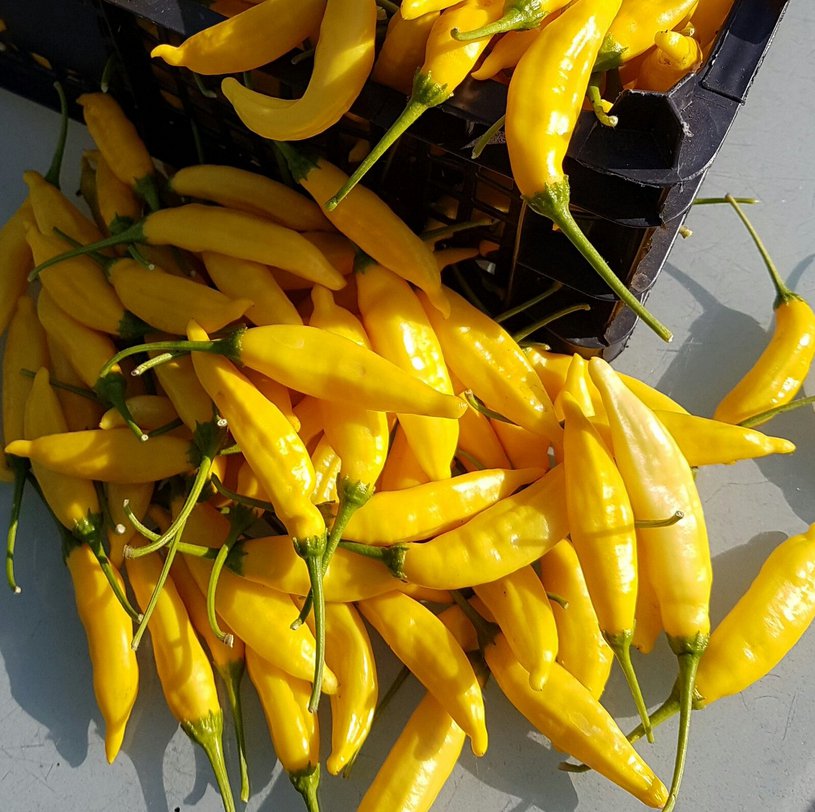 HOT! Peruvian Aji Limon Lemon Drop Capsicum baccatum - 15 Seeds
