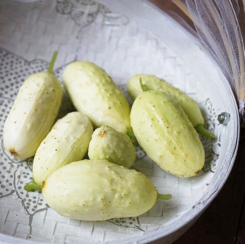 Miniature Sweet White Organic Cucumber Cucumis sativus - 25 Seeds