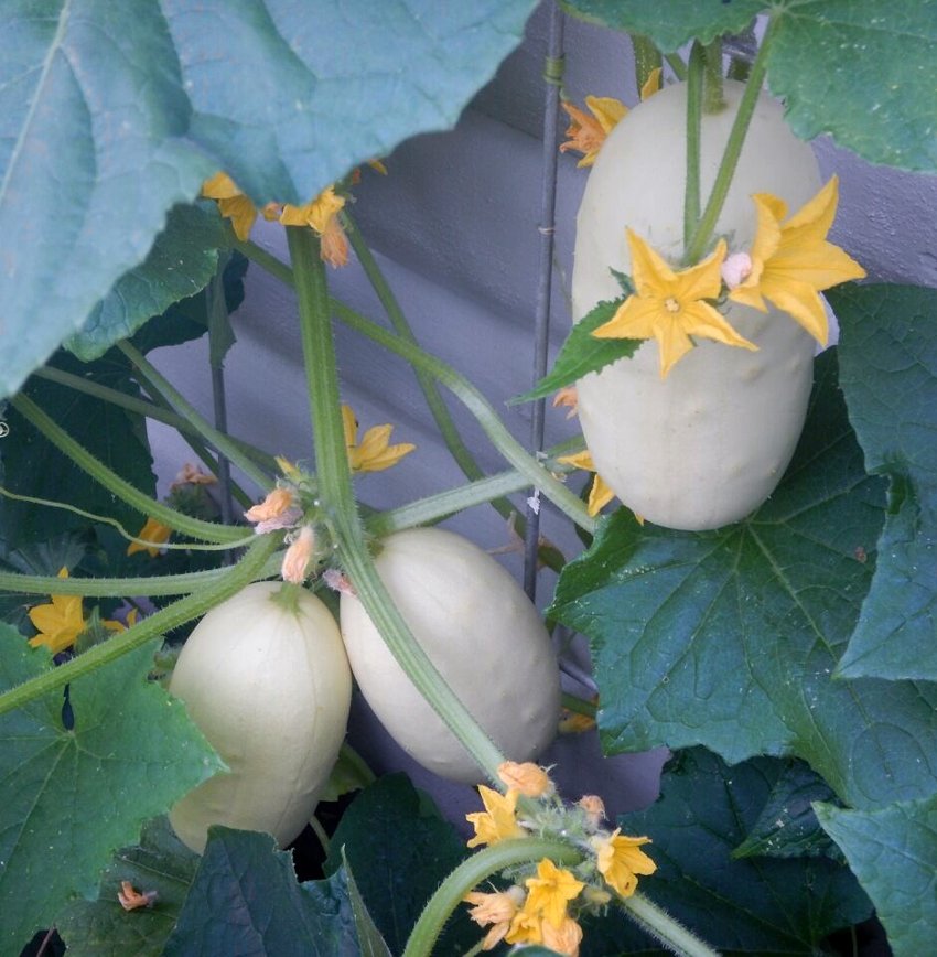 Miniature Sweet White Organic Cucumber Cucumis sativus - 25 Seeds