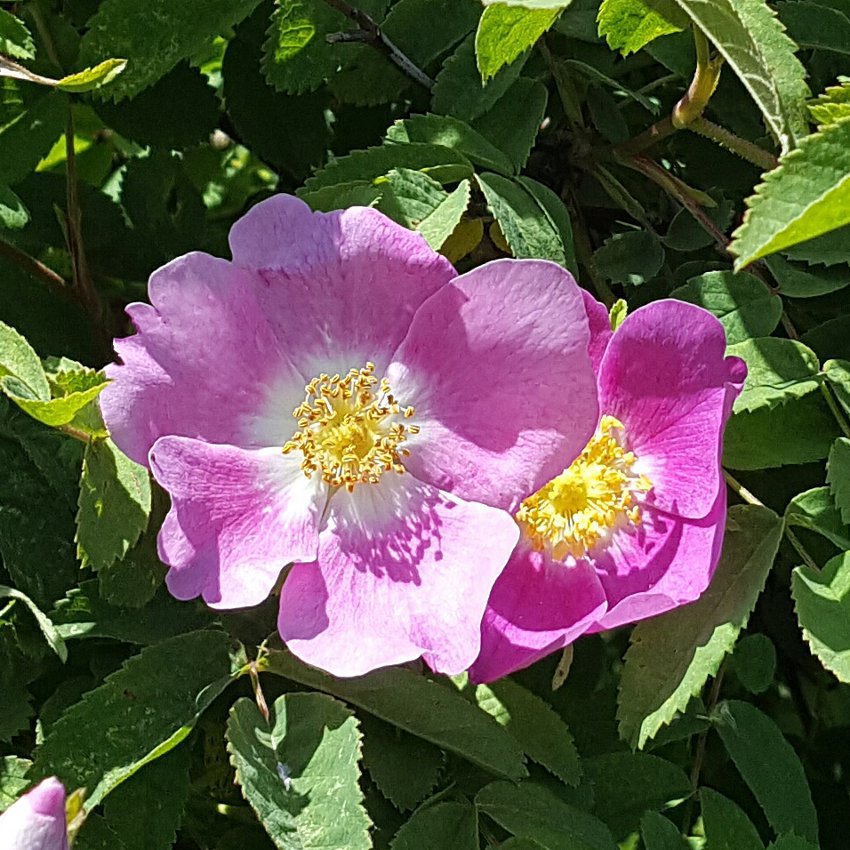 Wild Pink Marsh Rose Pink Rosa palustris - 40 Seeds