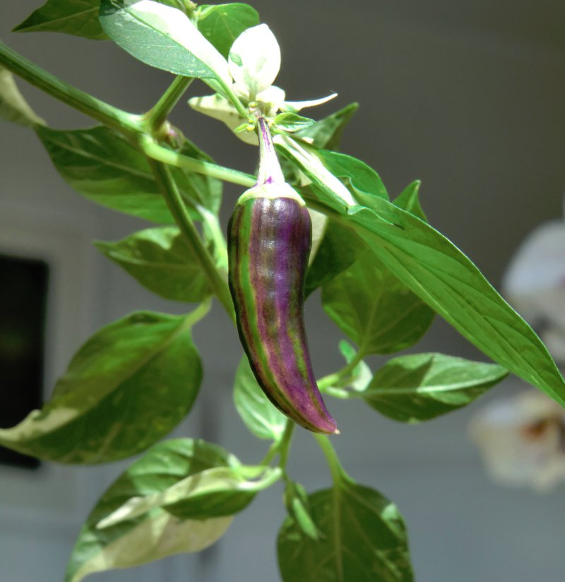 Fish Chili Pepper Variegated Heirloom Capsicum annuum - 20 Seeds