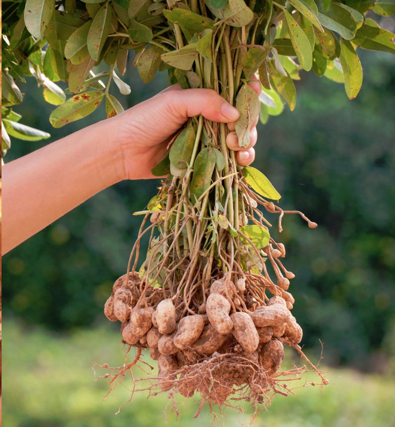 Peanut Plant Arachis hypogaea - 25 Seeds