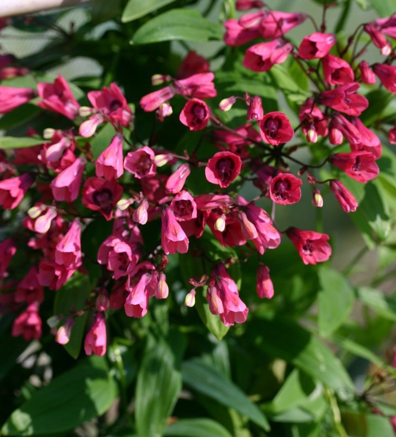 Chilean Zarcilla Bomarea salsilla - 5 Seeds