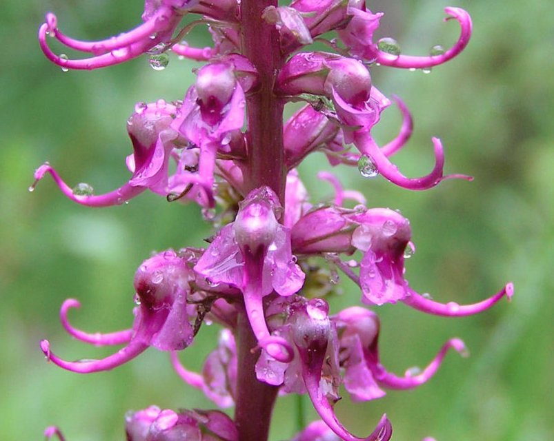 Unusual Pink Lousewort Elephant Head Pedicularis groenlandica - 30 Seeds