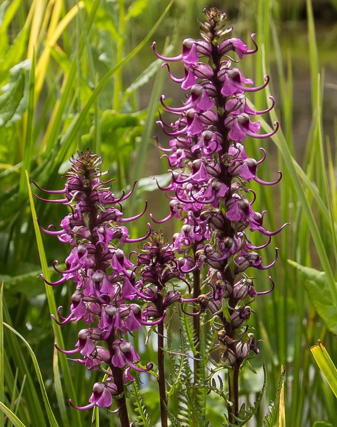 Unusual Pink Lousewort Elephant Head Pedicularis groenlandica - 30 Seeds