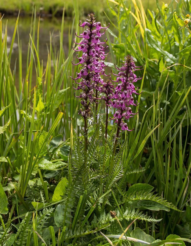 Unusual Pink Lousewort Elephant Head Pedicularis groenlandica - 30 Seeds