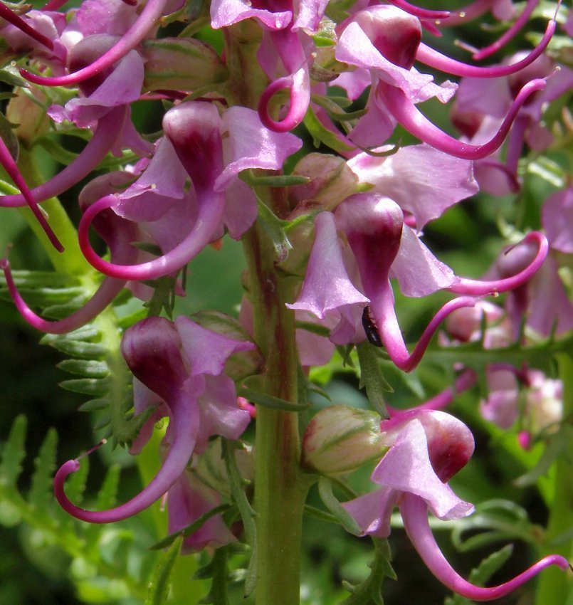Unusual Pink Lousewort Elephant Head Pedicularis groenlandica - 30 Seeds