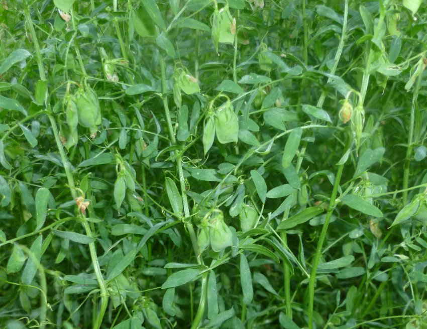 Bulk Organic Red Lentil Lens culinaris - 1000 Seeds