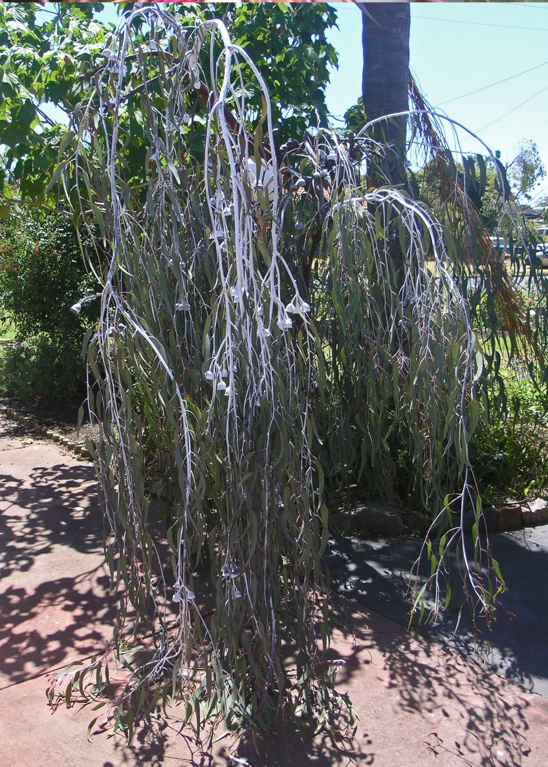 Silver Gum 'Silver Princess" Eucalyptus caesia - 40 seeds