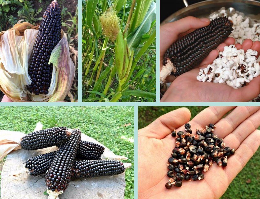 Goth Garden Organic OP Popping Corn Dakota Black Zea mays - 40 Seeds