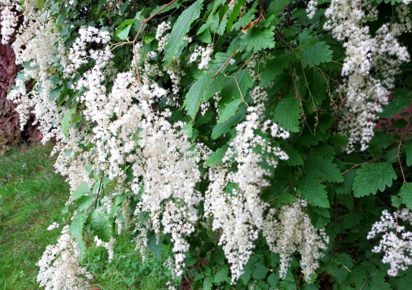 White Oceanspray Shrub Holodiscus discolor - 200 Seeds