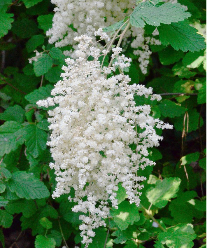 White Oceanspray Shrub Holodiscus discolor - 200 Seeds