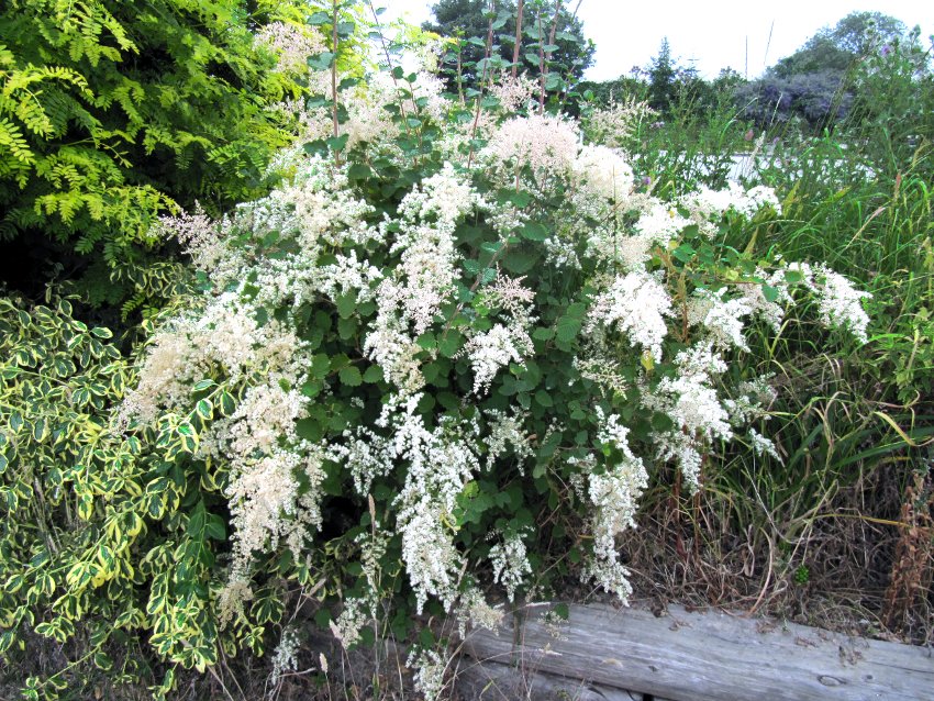 White Oceanspray Shrub Holodiscus discolor - 200 Seeds