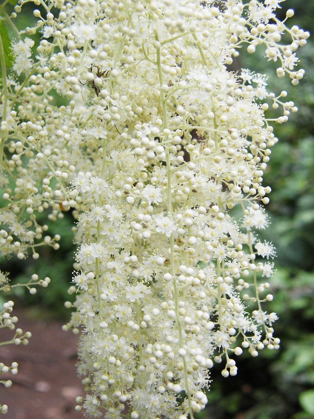 White Oceanspray Shrub Holodiscus discolor - 200 Seeds