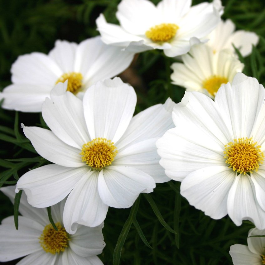 Bulk Snow White Cosmos Purity Cosmos bipinnatus - 500 Seeds