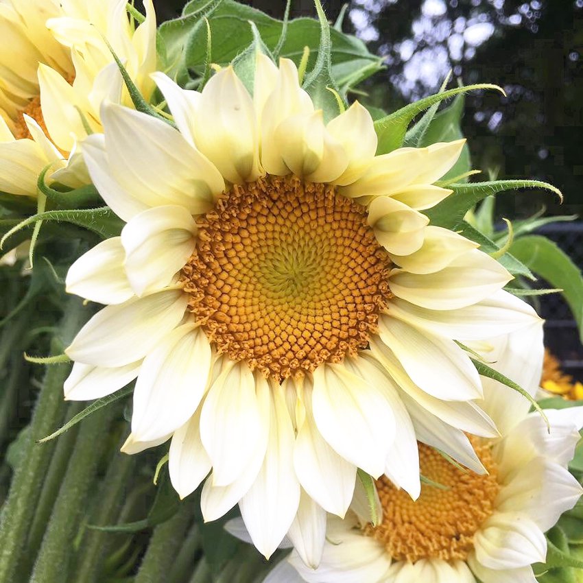 Unique White Sunflower ProCut White Lite Helianthus annuus - 20 Seeds