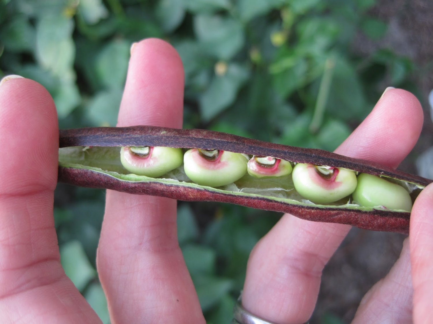 Bulk Heirloom Pink-Eyed Field Pea Heat Loving Vigna unguiculata - 500 Seeds