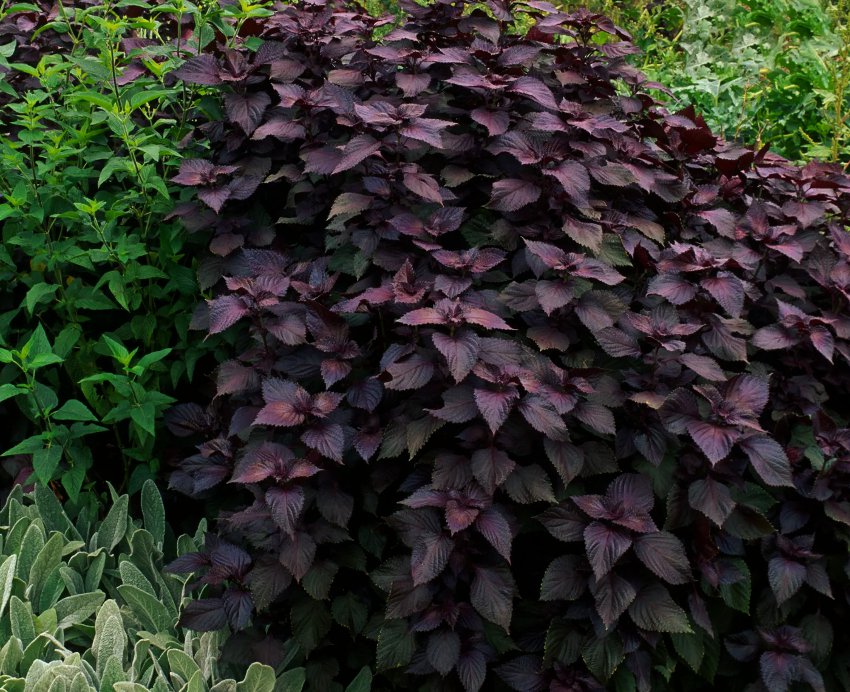 Red Shiso Herb Perilla frutescens - 200 Seeds