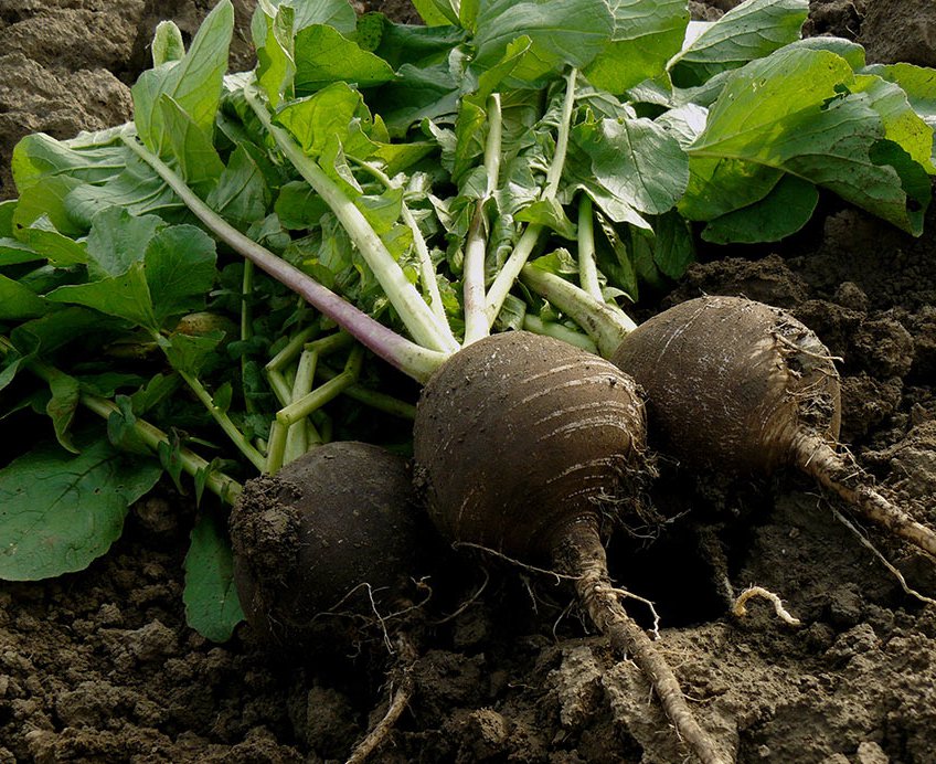 Black Radish Heirloom Raphanus sativus niger - 80 Seeds