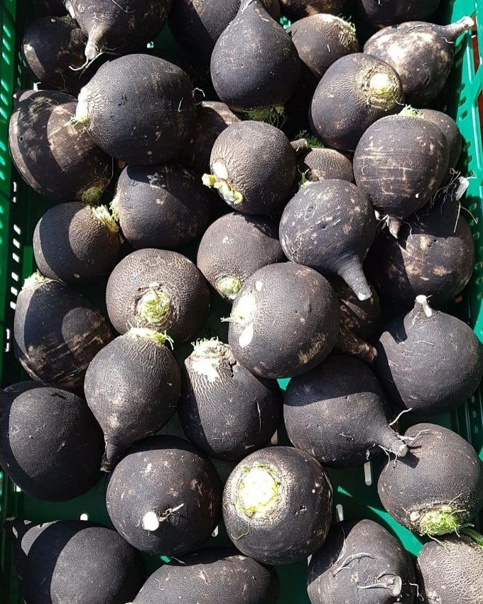 Black Radish Heirloom Raphanus sativus niger - 80 Seeds