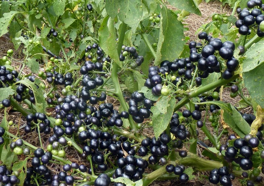 True Heirloom Garden Huckleberry Solanum nigrum var. melanoserasum - 50 ...