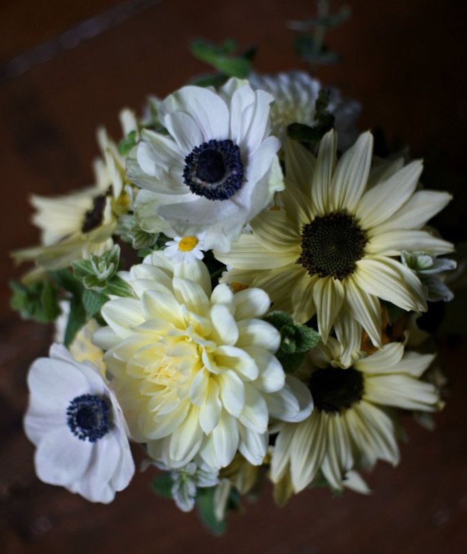 Sale! Unique 'Italian White' Sunflower Helianthus 2 for 1 - 30 Seeds