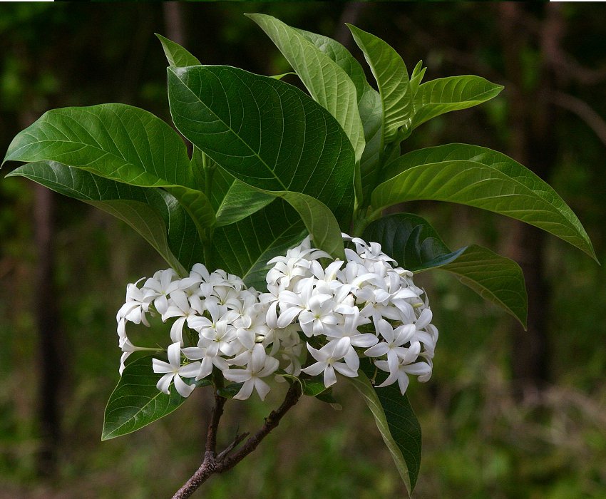 White Angel Kurchi Shrub Rare Holarrhena pubescens - 20 Seeds