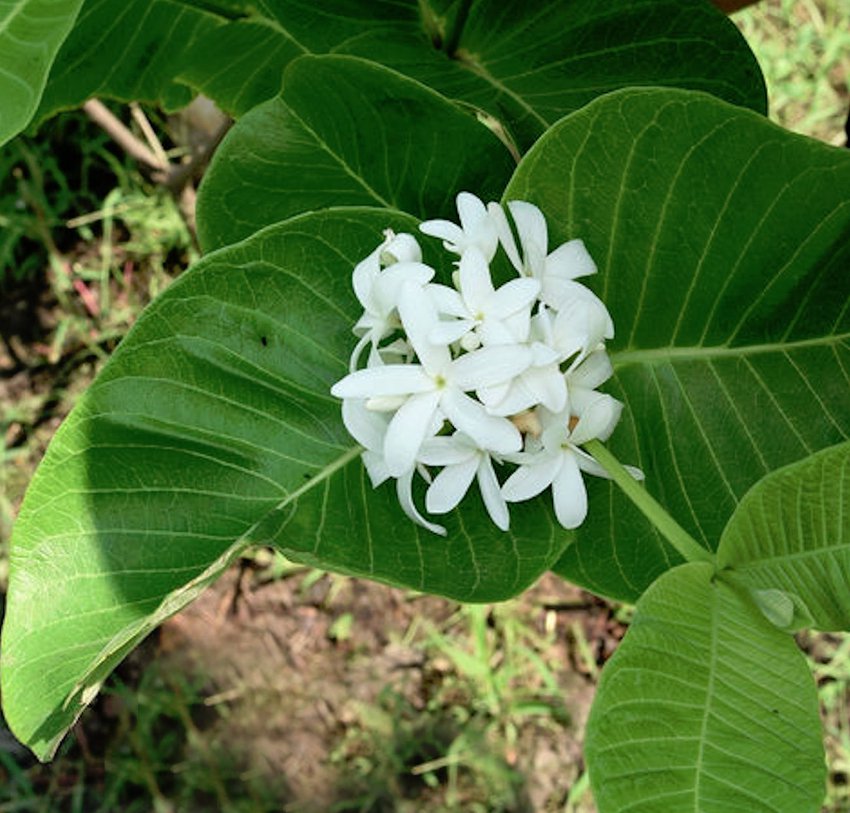 White Angel Kurchi Shrub Rare Holarrhena pubescens - 20 Seeds