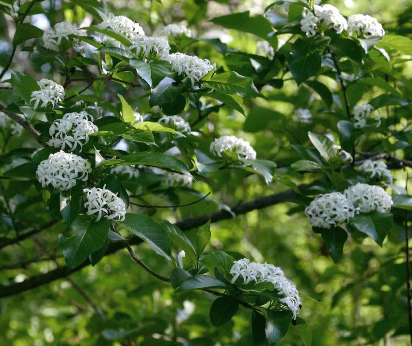 White Angel Kurchi Shrub Rare Holarrhena pubescens - 20 Seeds