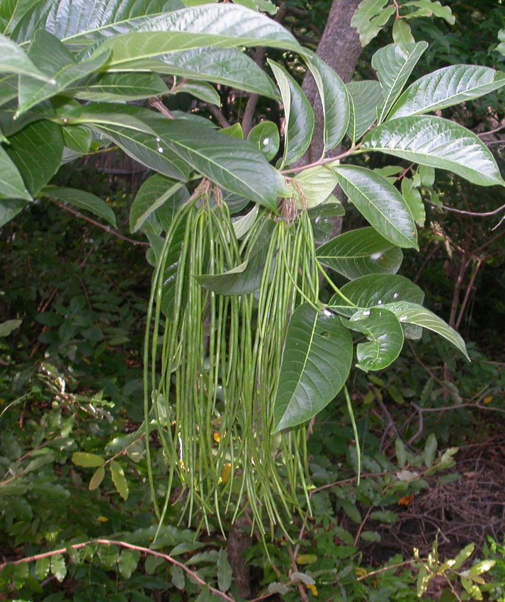 White Angel Kurchi Shrub Rare Holarrhena pubescens - 20 Seeds