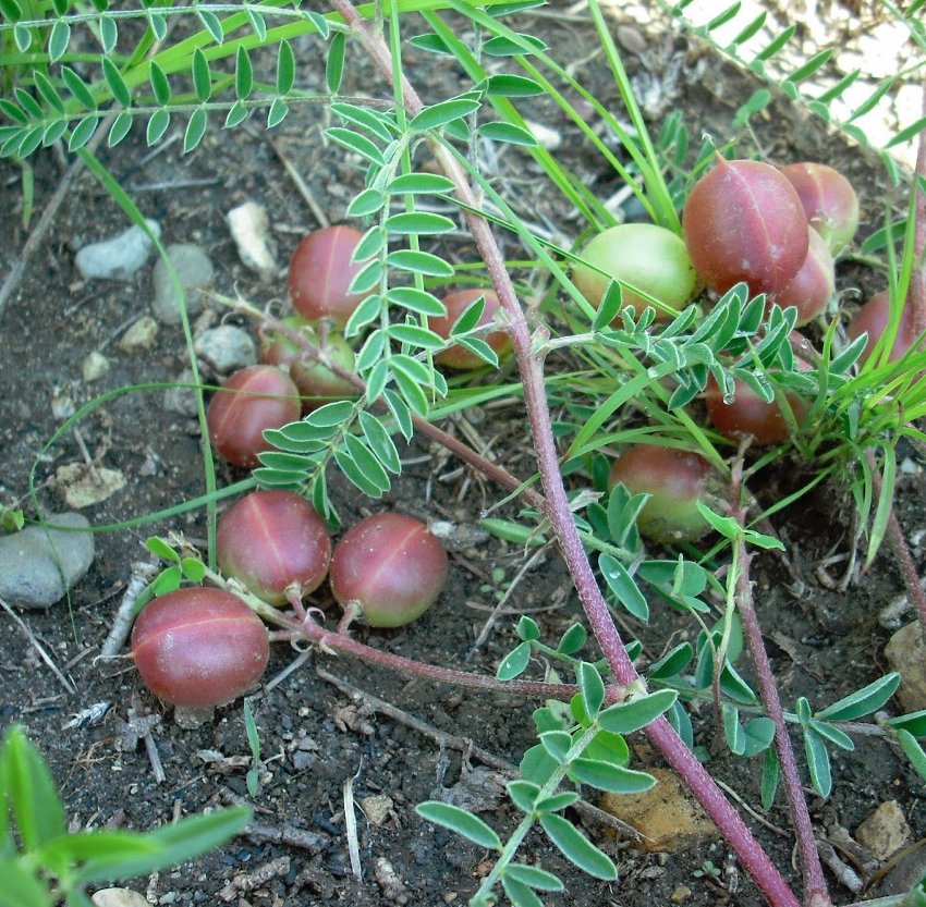 Wild Native Groundplum Milkvetch Astragalus crassicarpus - 15 Seeds