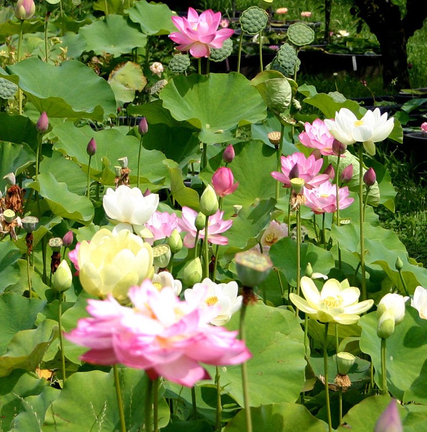 Edible Lotus Sacred Water Lily Nelumbo nucifera - 4 Seeds